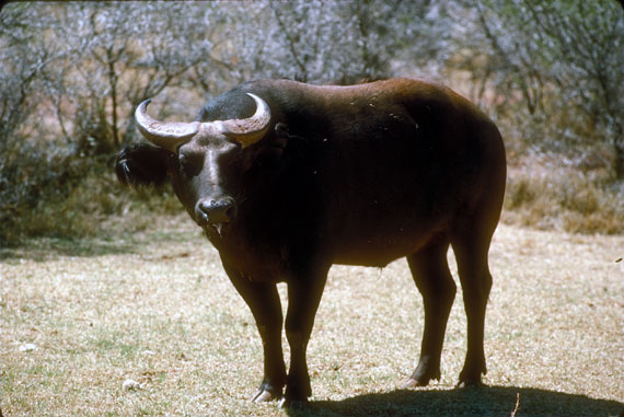 Boeufs, Buffles Et Bisons